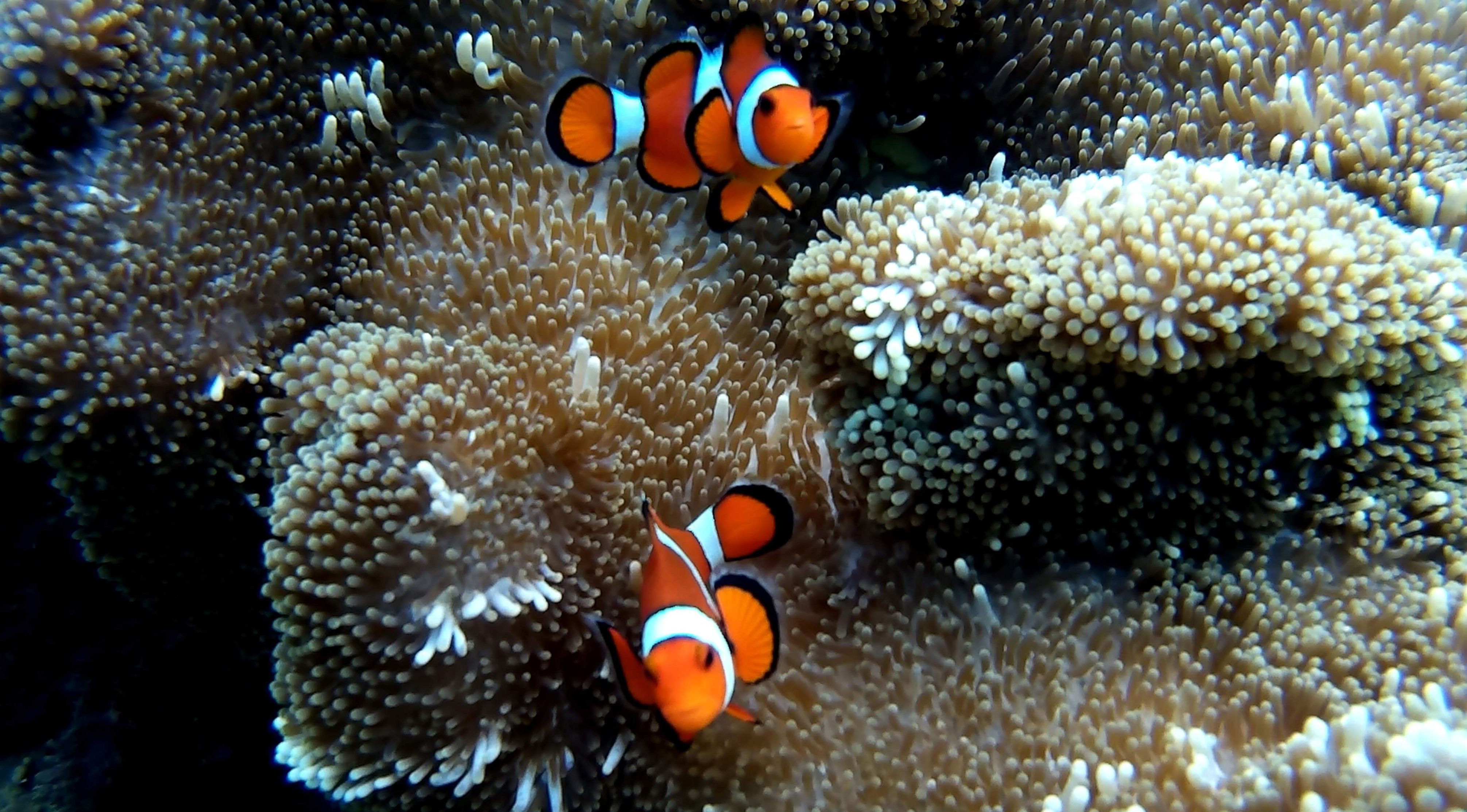 Coron Filipinas: guía para que llegues y no te quieras ir - Viaja en blog